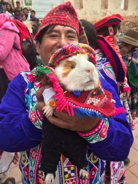 Cuy Fashion In Peru