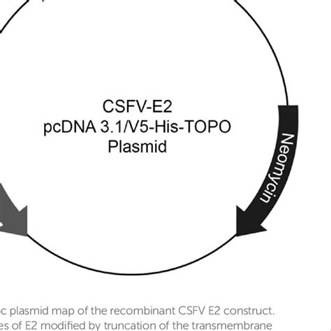 Detection Of Classical Swine Fever Virus Csfv E2 Expression By