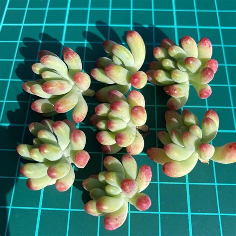 多肉植物 乙女心 メルカリshops