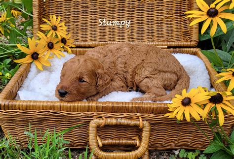 Stumpy Shandy Keystone Classic Doodles