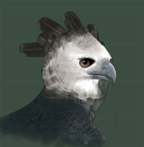 Aguila Arpia By Raiz507 On Deviantart