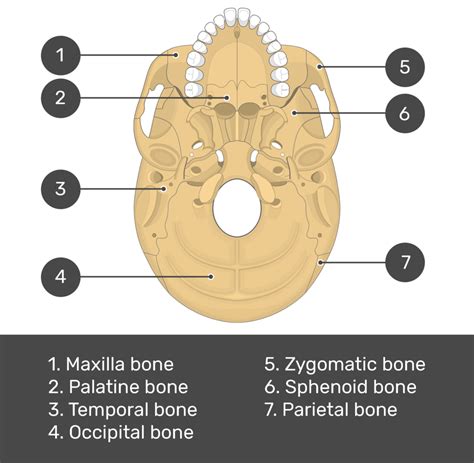Maxilla Bone Markings