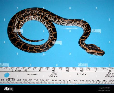 A Newborn Python In The Everglades National Park Highlights The Ongoing