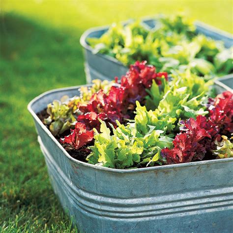 Awesome Container Garden Ideas Vegetables 2023
