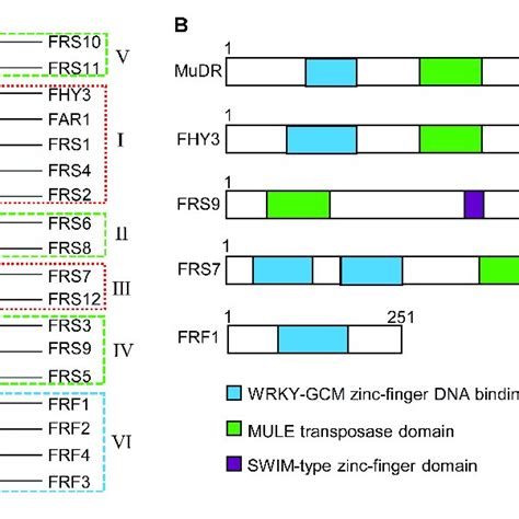 (PDF) FAR1-RELATED SEQUENCE (FRS) AND FRS-RELATED FACTOR (FRF) family ...