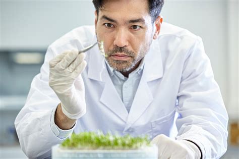 실험실에서 재배 한 식물을 조사하는 중년 과학자의 클로즈업 초상화 백신접종에 대한 스톡 사진 및 기타 이미지 백신접종 채소