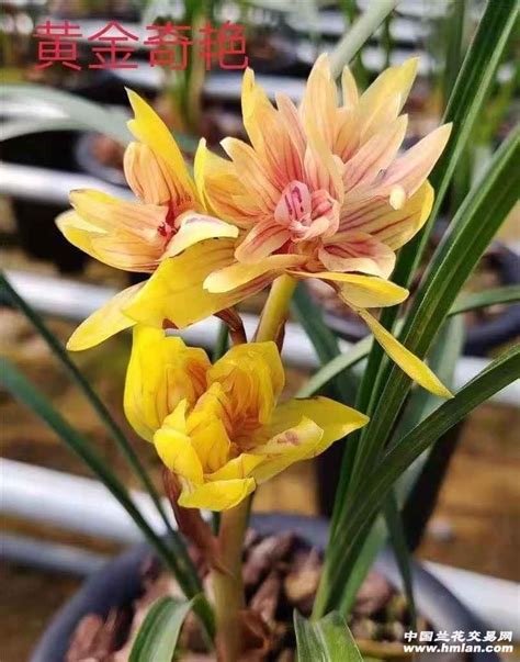 清香老种兰花苗春兰奇花黄金奇艳阳台盆栽花卉绿植植物 虎窝淘