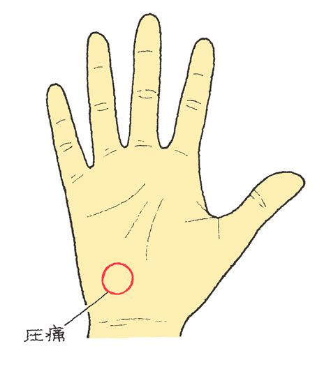 有鈎骨 Hamate Bone Japaneseclassjp