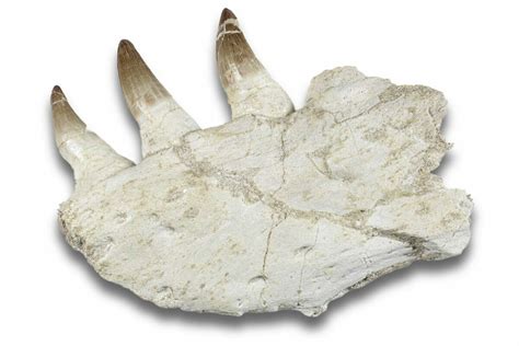4 7 Fossil Mosasaur Jaw Section With Three Teeth Morocco 270896