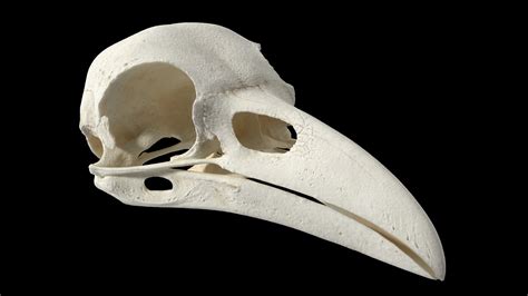 3d Ancient Bottle With Ritual Candles And Skull Turbosquid 2374929