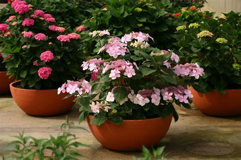 Dwarf Hydrangeas For Containers Hgtv