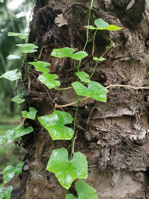 Wild Climbing Or Twining Vine Weed In The Plantation Stock Image
