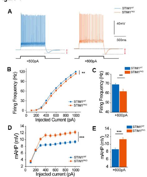 Figure 1 From Stim1 And Serca Regulate Spike Frequency Adaptation And