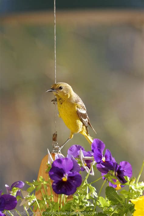 Juvenile Scotts Oriole Photos By Ron Niebrugge