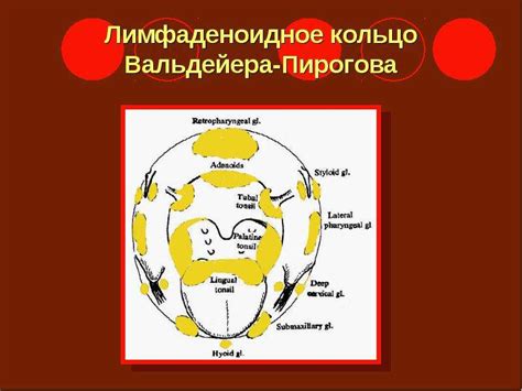 Методы исследования клиническая анатомия и физиология глотки носа и
