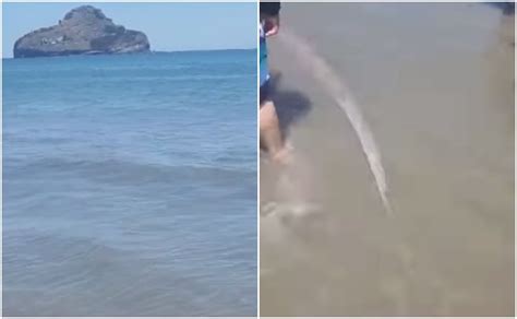 VIDEO Hallan pez remo que presagia tsunamis nadando en Mazatlán Sinaloa