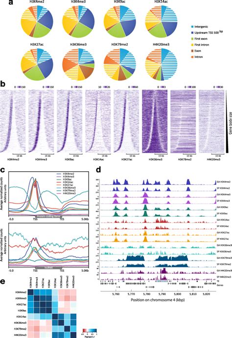 Distribution Of Histone Ptms In The Ectocarpus Genome A Distribution