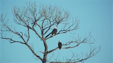 2 Bald Eagles On The Chis Outing Today Youtube