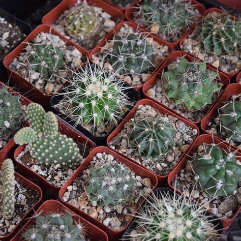 Southwood Cactus Assorted Mini Southwood Southwood Cactus Assorted Mini Southwood