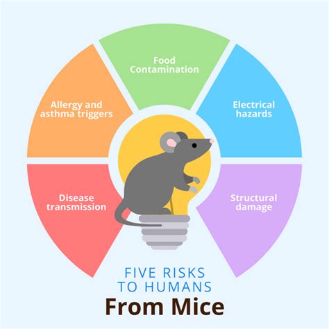 Expert Guide On How To Get Rid Of Mice Yourself Pestbuddy