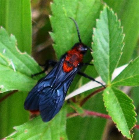 Cow Killer Male Dasymutilla Occidentalis Bugguidenet