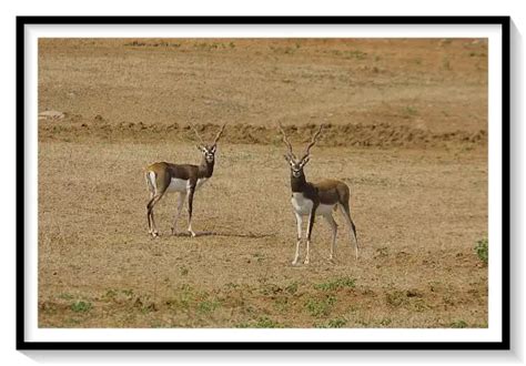 Black Buck