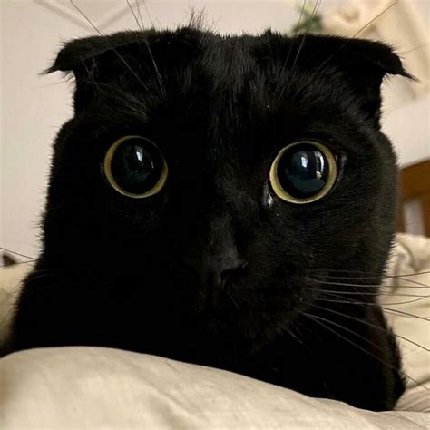 Super Cute Black Cat