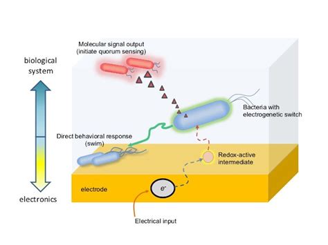 Using Electricity Not Molecules To Switch Cells On And Off