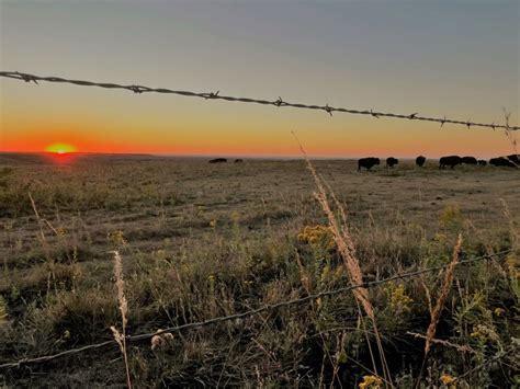 Casee Eisele On Linkedin Flinthills Tallgrassprairie Natureconservancy Biodiversity