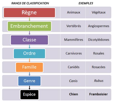 La Forme Du Sensible Classification Partie 2