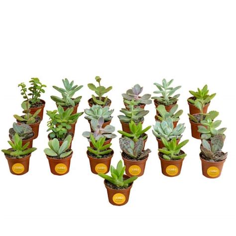 Costa Farms Mini Unique Indoor Succulent Plants In 2 In Round Grower