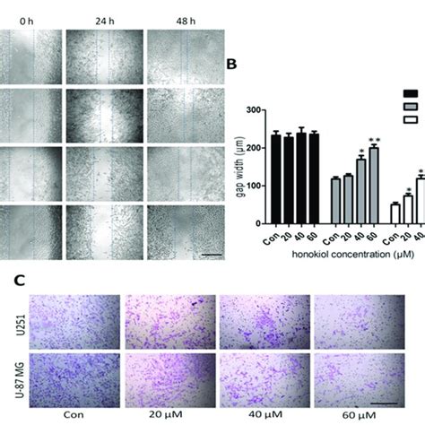 Effect Of Honokiol On Gliomaglioblastoma Cell Viability U251 Human
