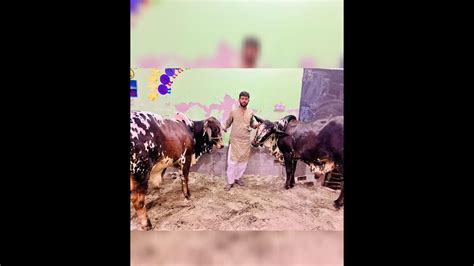 Alhamdulilah Qurbani Ly Li Youtube