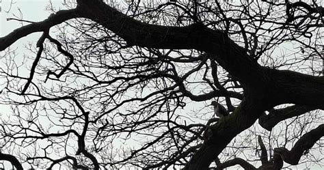 Troubleshooting Connection Issues With Vs Code Oracle Sql Developer