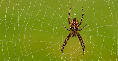 Jadowite Pająki Które żyją W Polsce Gdzie Występują Czy Są Groźne