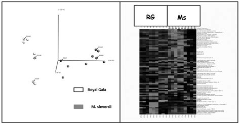 PCA Analysis Of Differential Gene Expression DEG In The Two Parents Download Scientific
