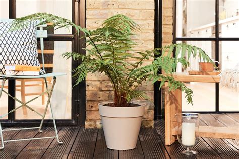 Complete Guide To Tree Fern Care Patch Plants