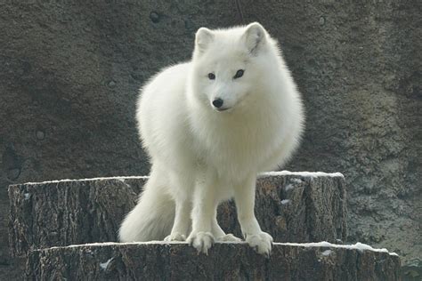 Sven The Arcitc Wolf Zoochat