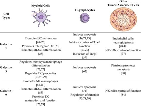 Described Functions For The Three Main Galectins Gals On Immune Cells