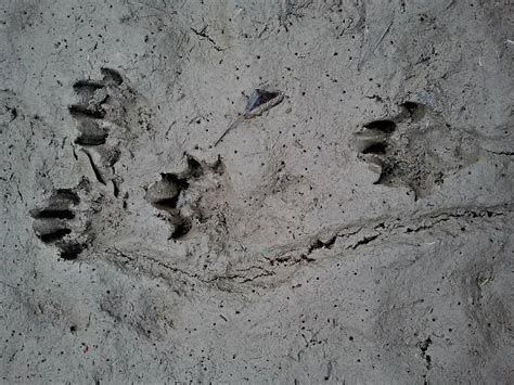 Otter Tracks Identification Guide For Snow Mud And More A Z Animals