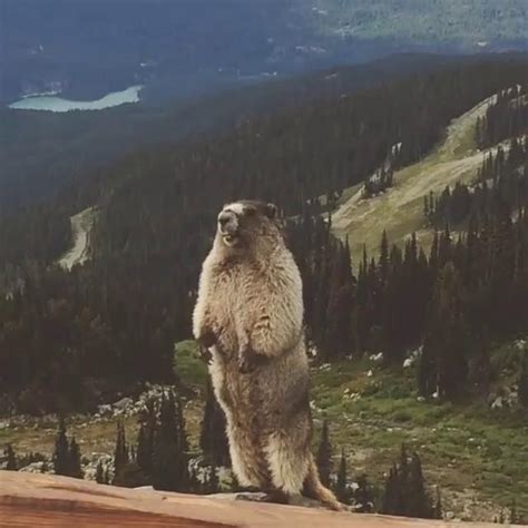 Screaming Marmot Memes Piñata Farms The Best Meme Generator And