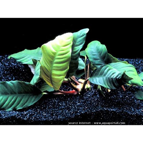 Anubias '' Coffeifolia" - RYBY RYBIČKY