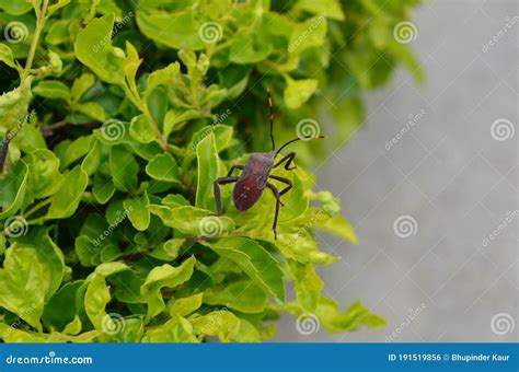Leaf Footed Stink Bug Sitting On A Garden Hedge Coreidae Sap Sucking
