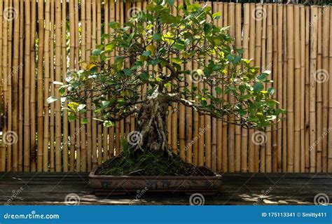 Triangle Fig Tree Ficus Triangularis Bonsai Tree Stock Image Image Of
