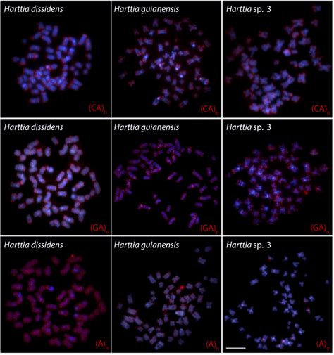 Chromosomal Mapping Of Three Microsatellite Sequences On Harttia
