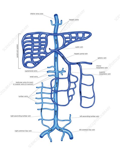 Venous System Of The Abdomen Artwork Stock Image C021 2207