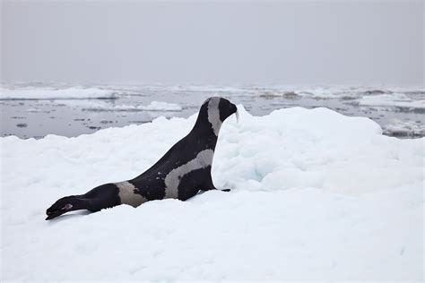 1 Planet Arctic Marine Mammal Conservation