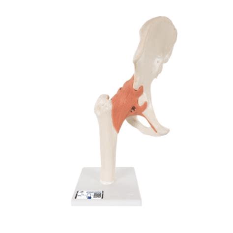 3b Scientific Anatomical Hip Joint Model Health And Care
