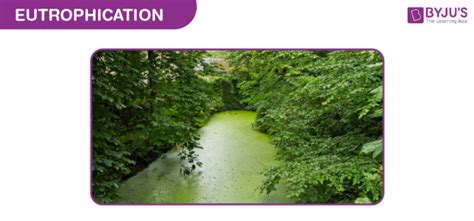 What Is Eutrophication Definition Causes Classification Effects And Faqs On Eutrophication