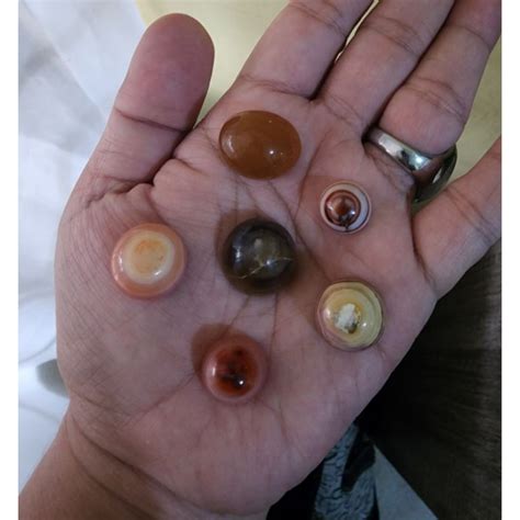 Jual Keilmuan Akar Mimang Shopee Indonesia